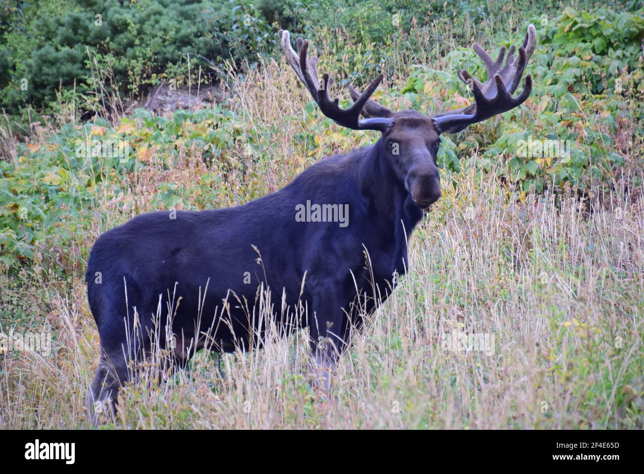Shiras hi-res stock photography and images - Alamy