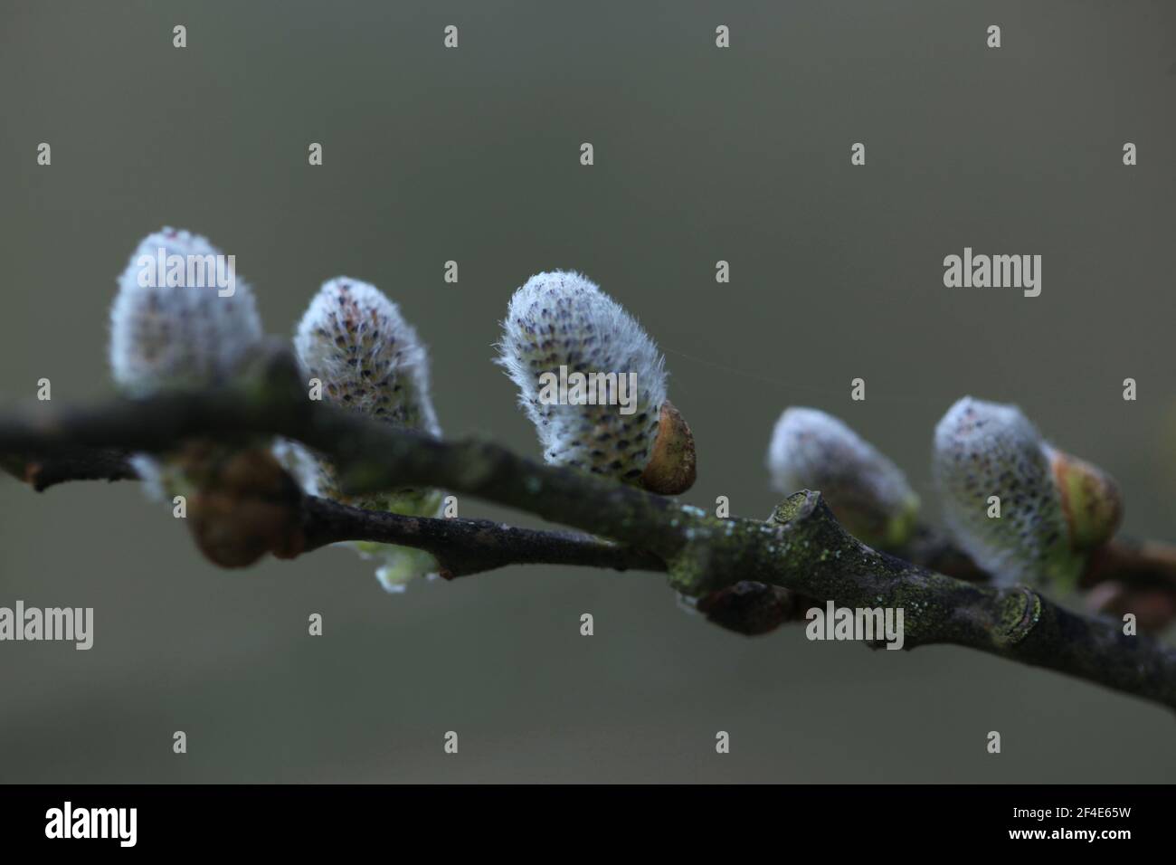 Fluffy catkins hi-res stock photography and images - Alamy
