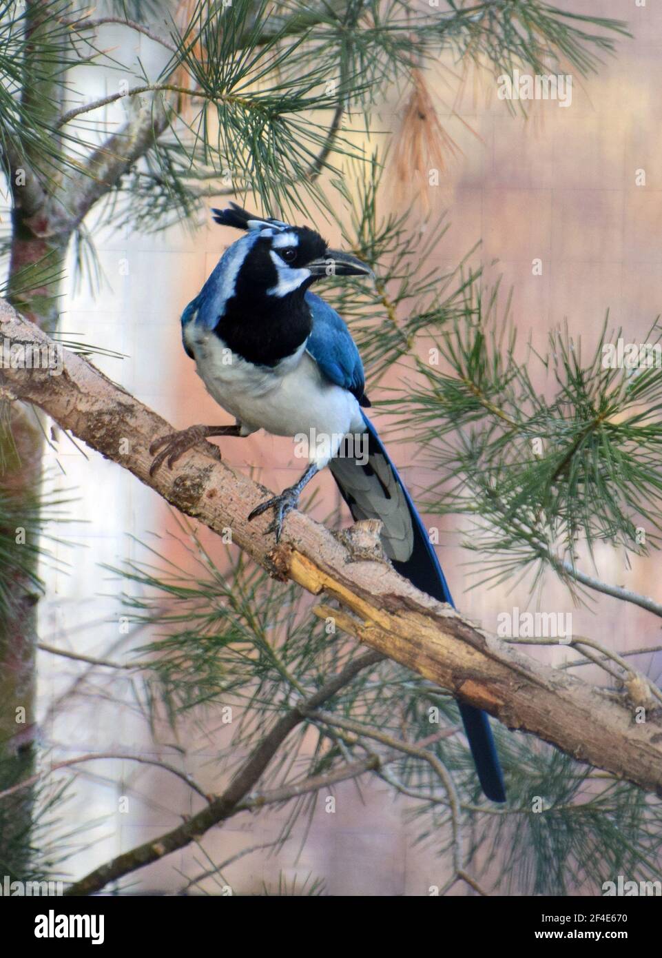 Black throated magpie jay hi-res stock photography and images - Alamy