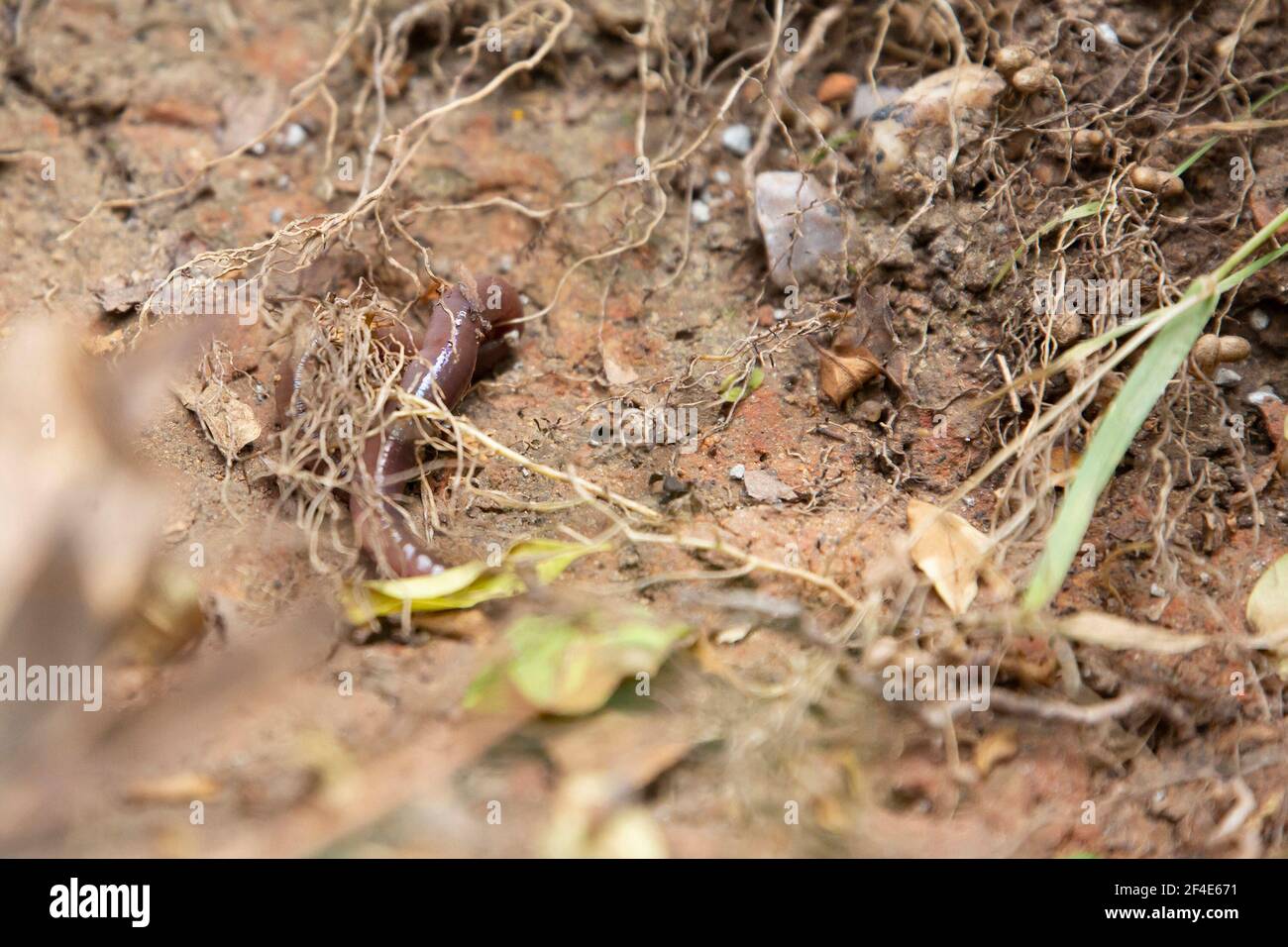 Earthworm digging a burrow in damp, otherwise lifeless mud Stock Photo ...