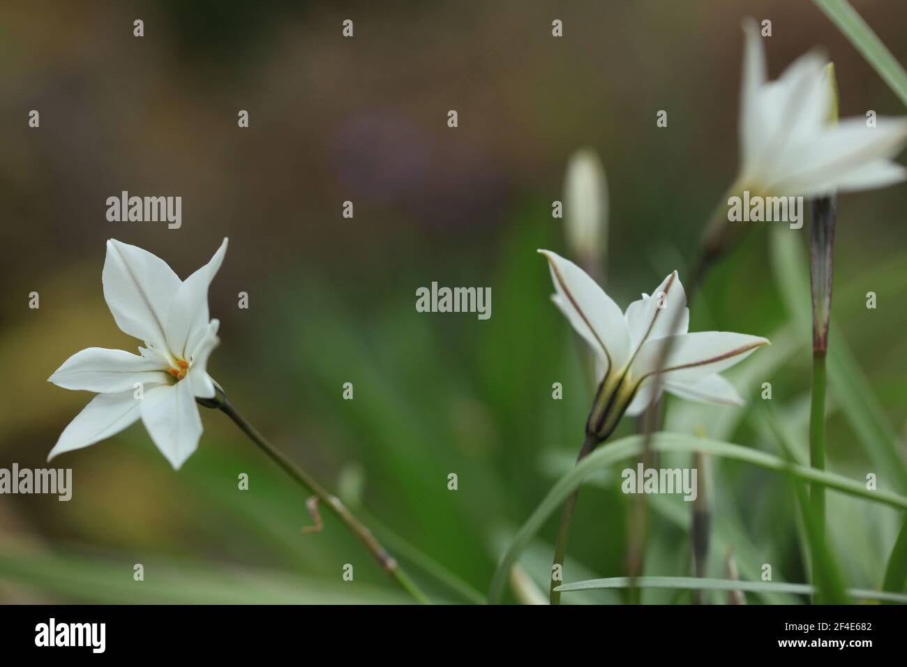 White ipheion hi-res stock photography and images - Alamy