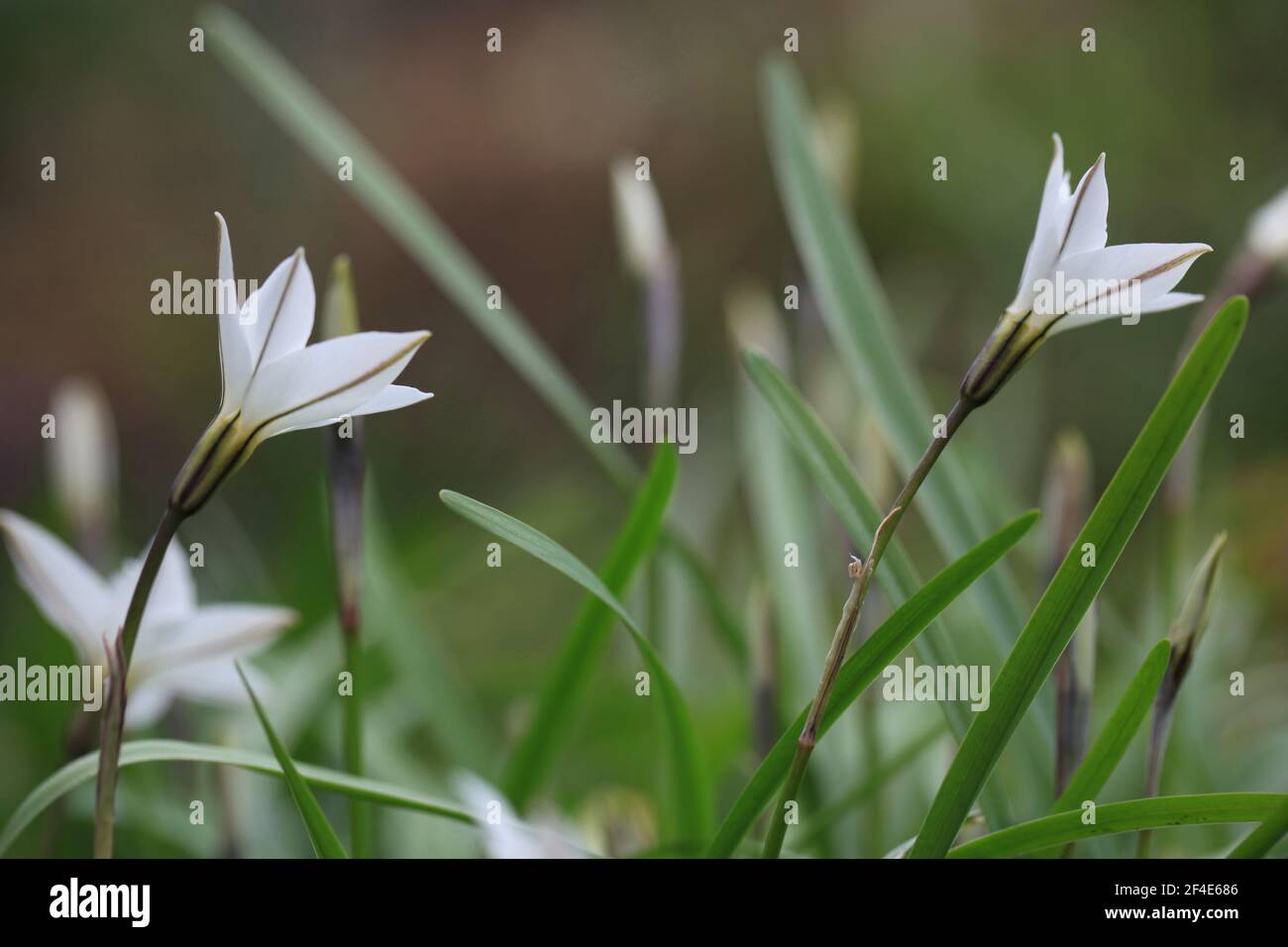 White ipheion hi-res stock photography and images - Alamy