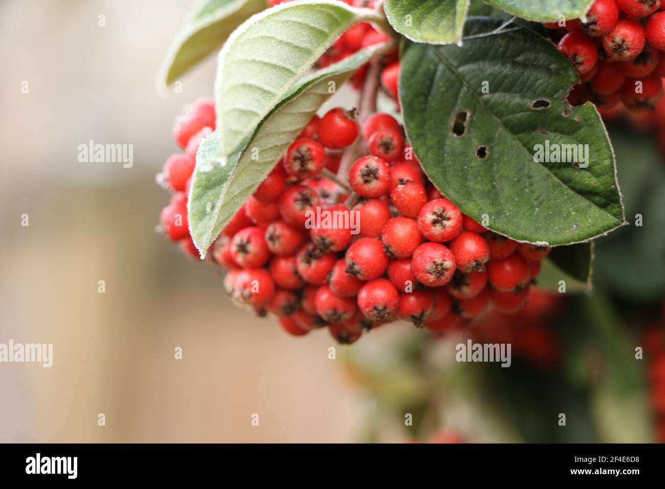 Vibrant red berries hanging from a tree in the garden covered with a ...