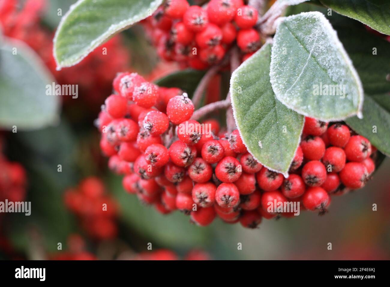 Vibrant red berries hanging from a tree in the garden covered with a ...