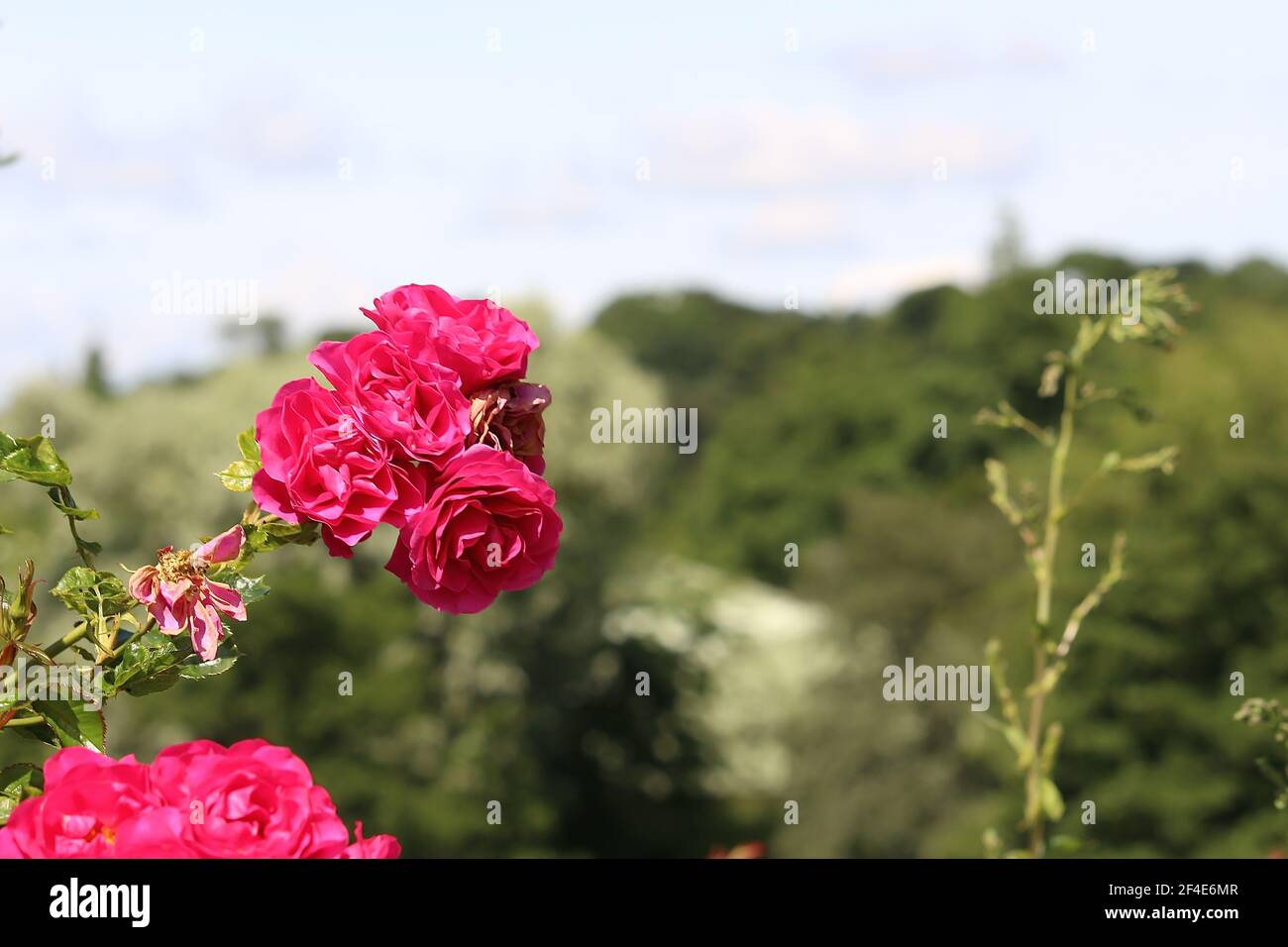 Radiantly bright hi-res stock photography and images - Alamy
