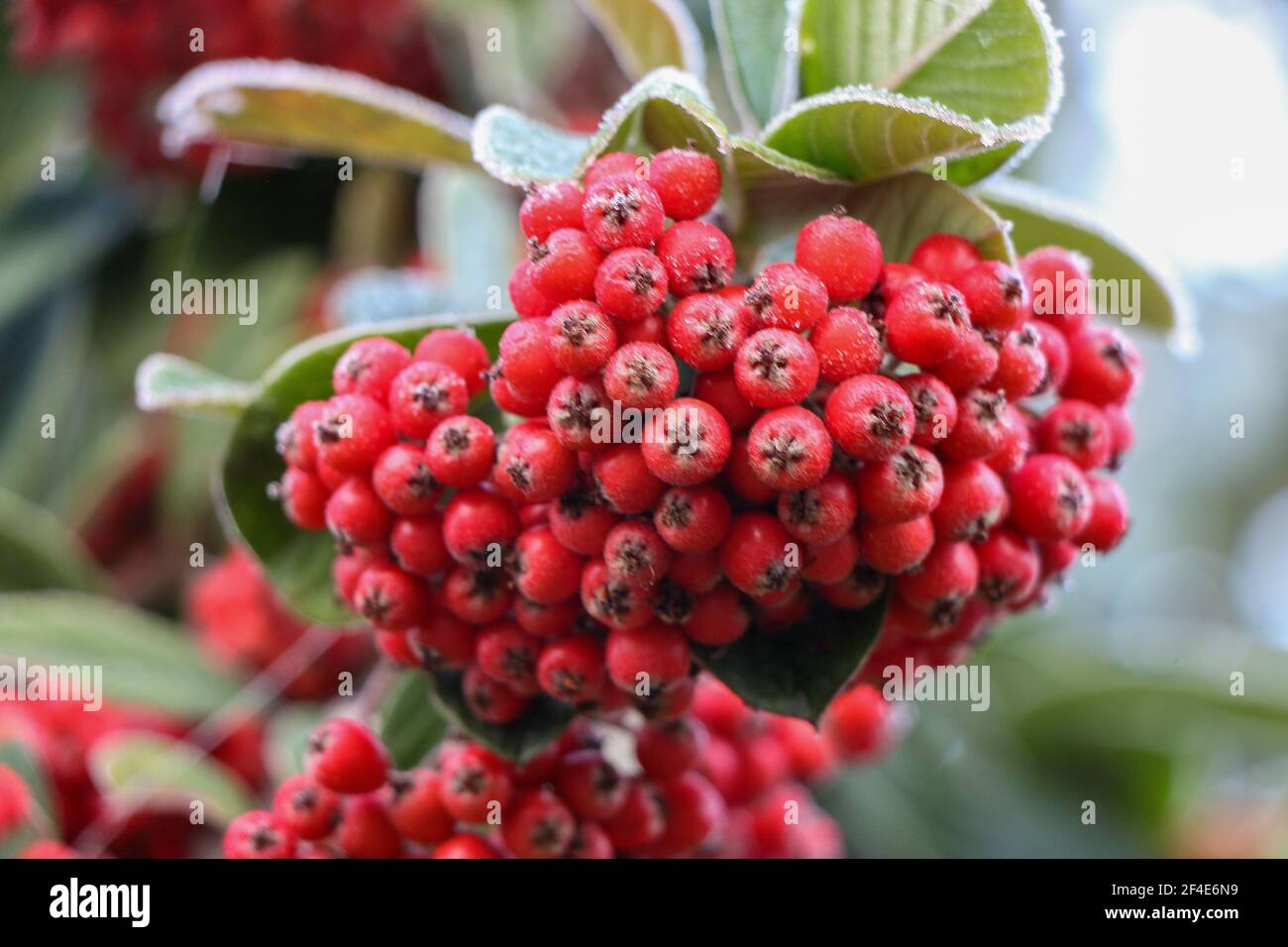 Vibrant red berries hanging from a tree in the garden covered with a ...