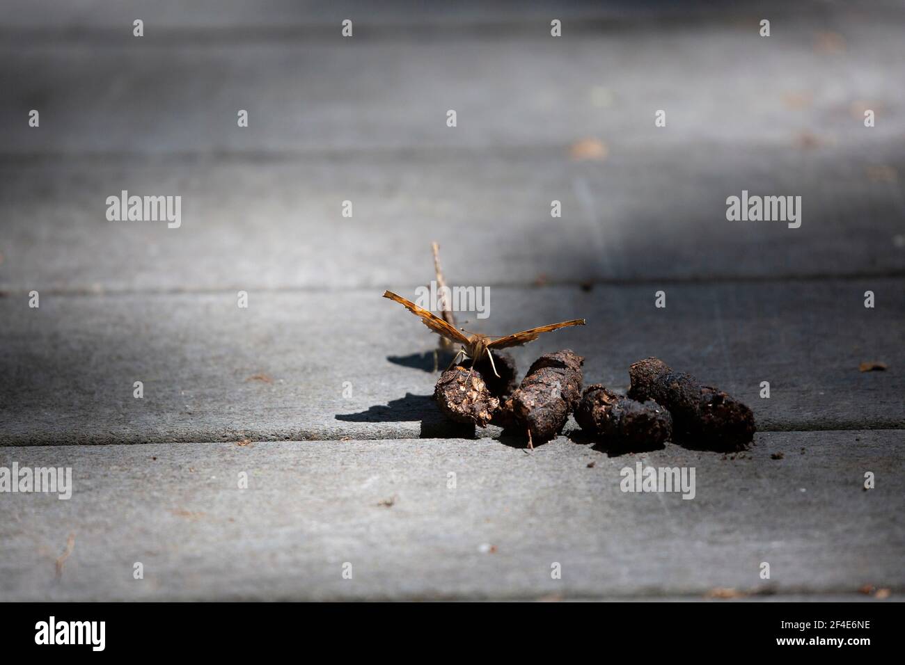A pair of question mark butterflies (Polygonia interrogationis) eating ...