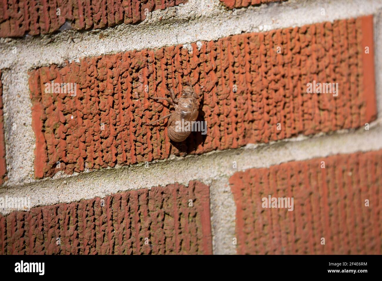 Empty insect shell stuck to a red brick residence Stock Photo - Alamy