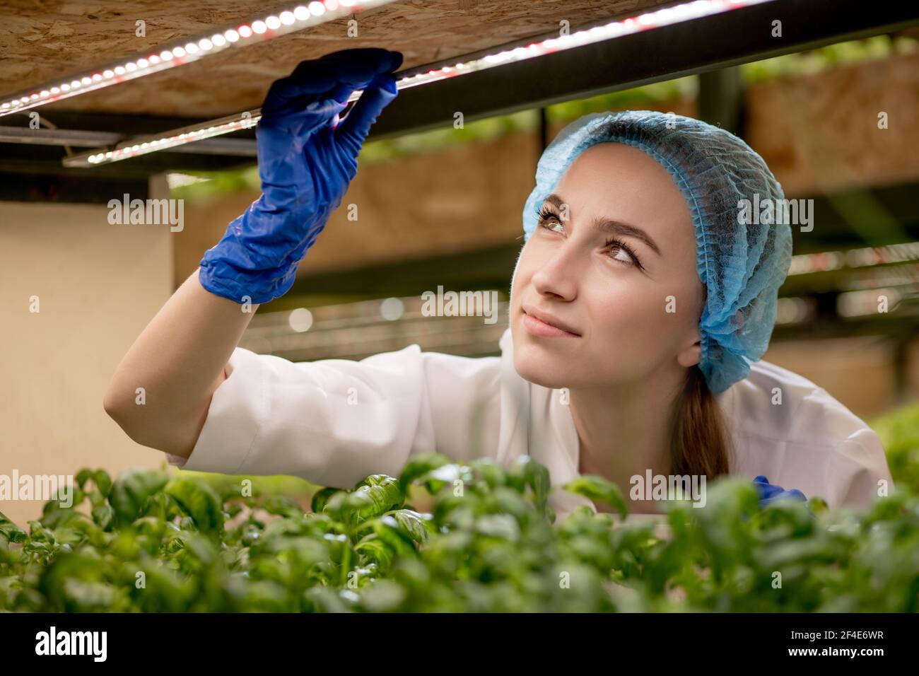 Scientist studies microgreens healthy food hi-res stock photography and ...