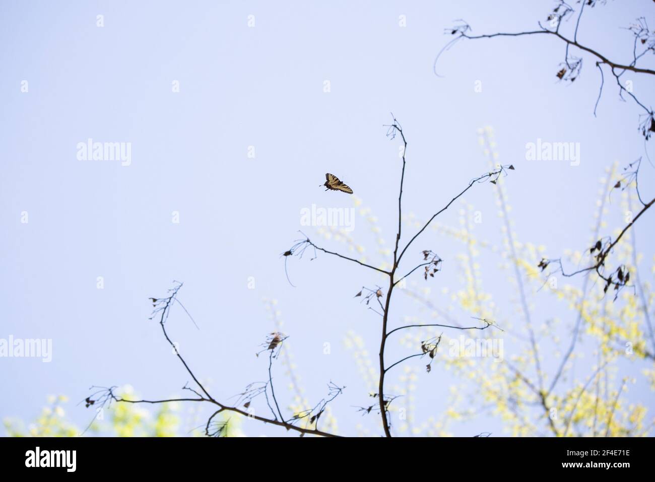 Eastern tiger swallowtail butterfly (Papilio glaucus) flying toward a ...