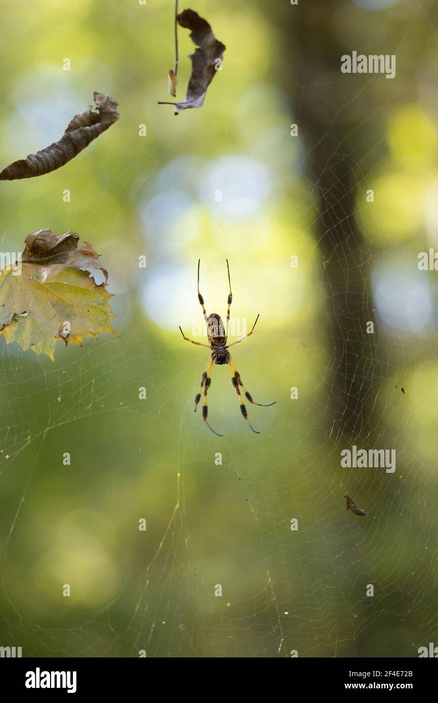 Golden orb weaver spider (Nephila) on its web Stock Photo - Alamy