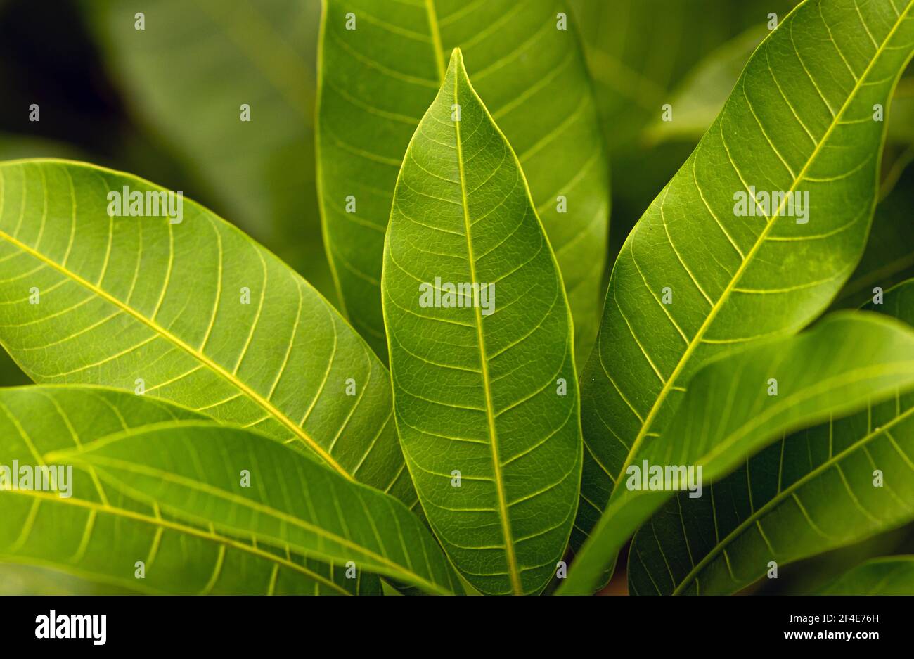 Green mango young leaves in shallow focus Stock Photo - Alamy
