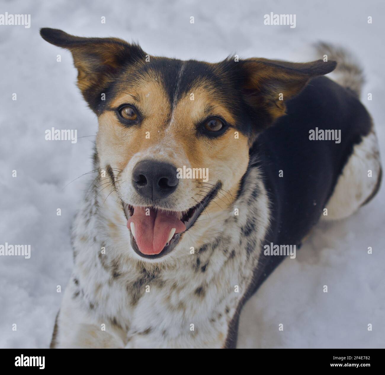 Blue Heeler; Smiling; In the Snow Stock Photo - Alamy