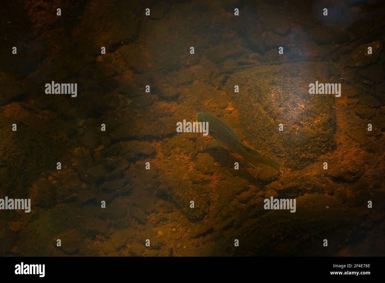 Young fish swimming in a shallow, slow-moving creek Stock Photo - Alamy