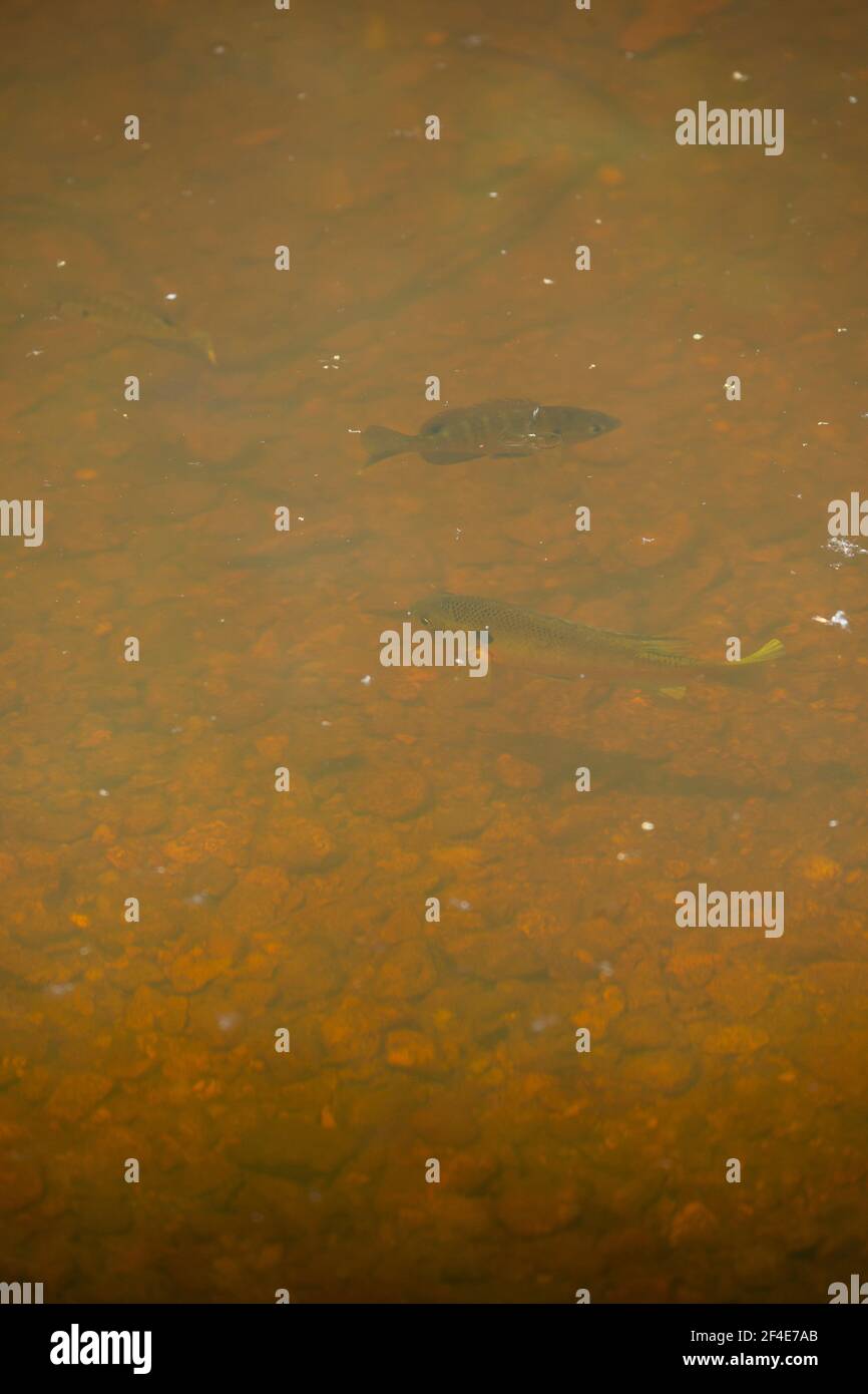 Baby fish swimming in a shallow, slow moving creek Stock Photo - Alamy