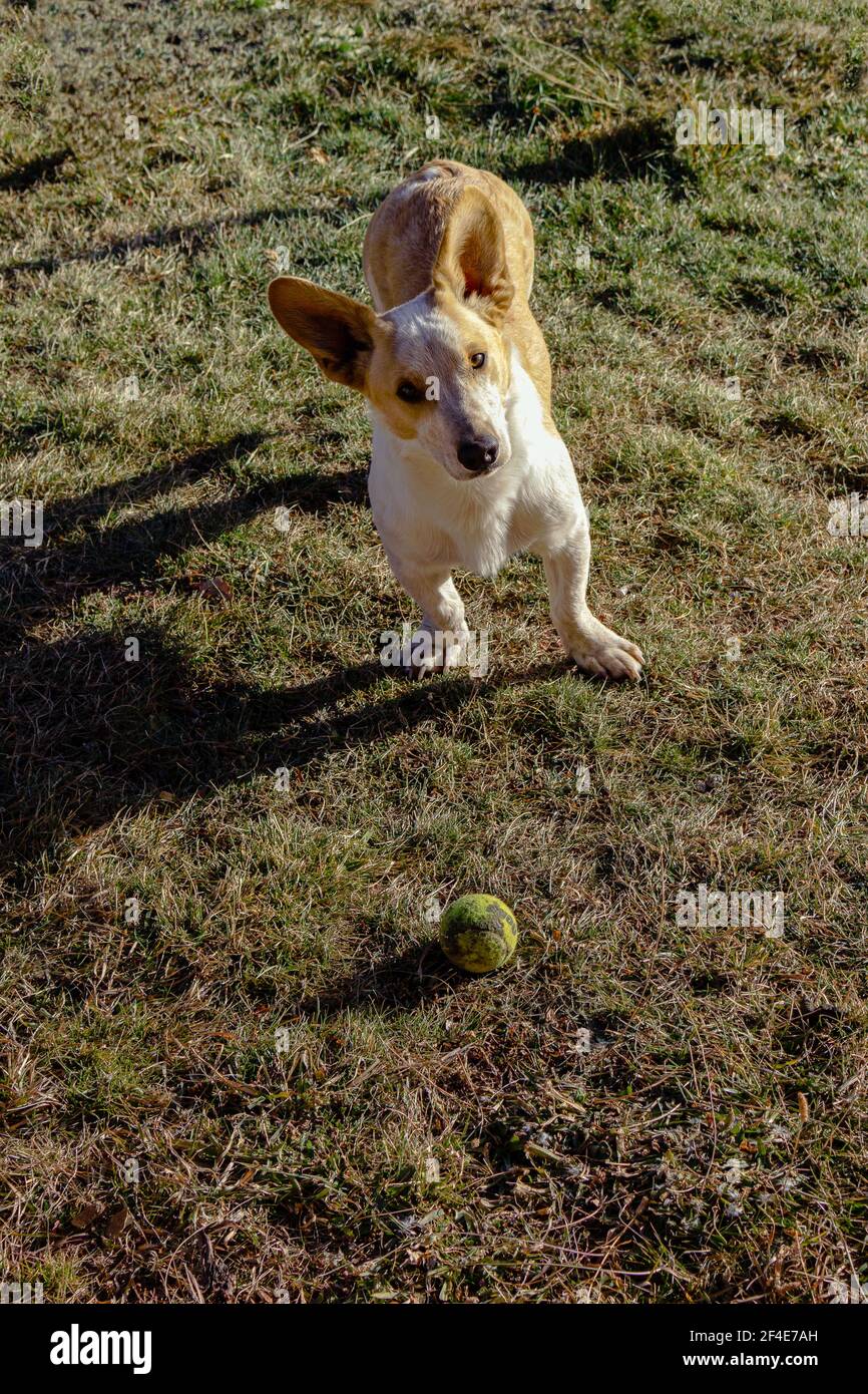 English Bulldog Welsh Corgi Mix