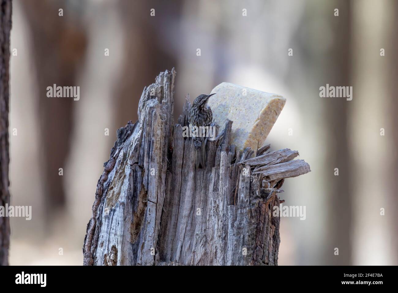Creeper bird creepers birds hi-res stock photography and images - Alamy