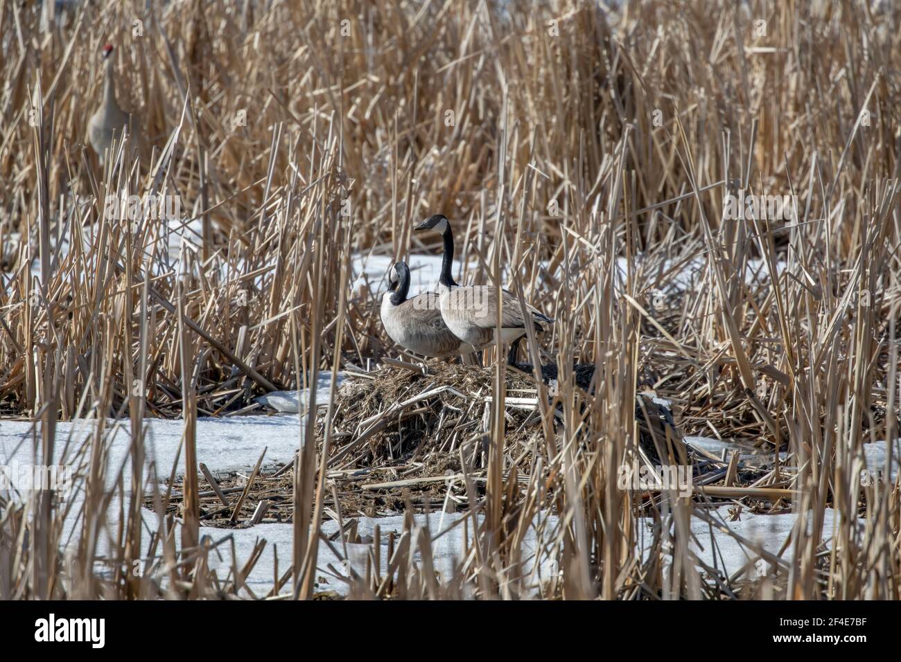Spring snow in grounds hi-res stock photography and images - Alamy