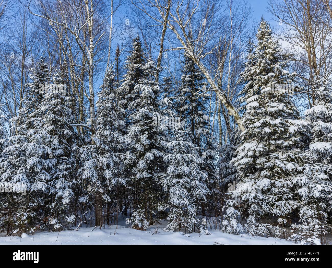 Snow-covered trees in northern Wisconsin Stock Photo - Alamy