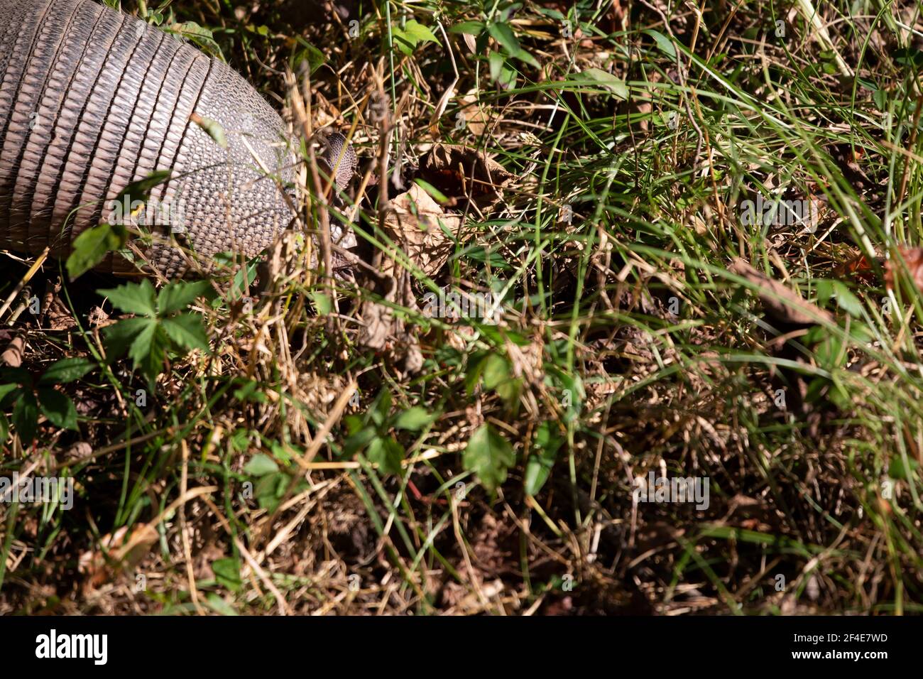 Nine-banded armadillo (Dasypus novemcinctus) foraging for insects in a ...