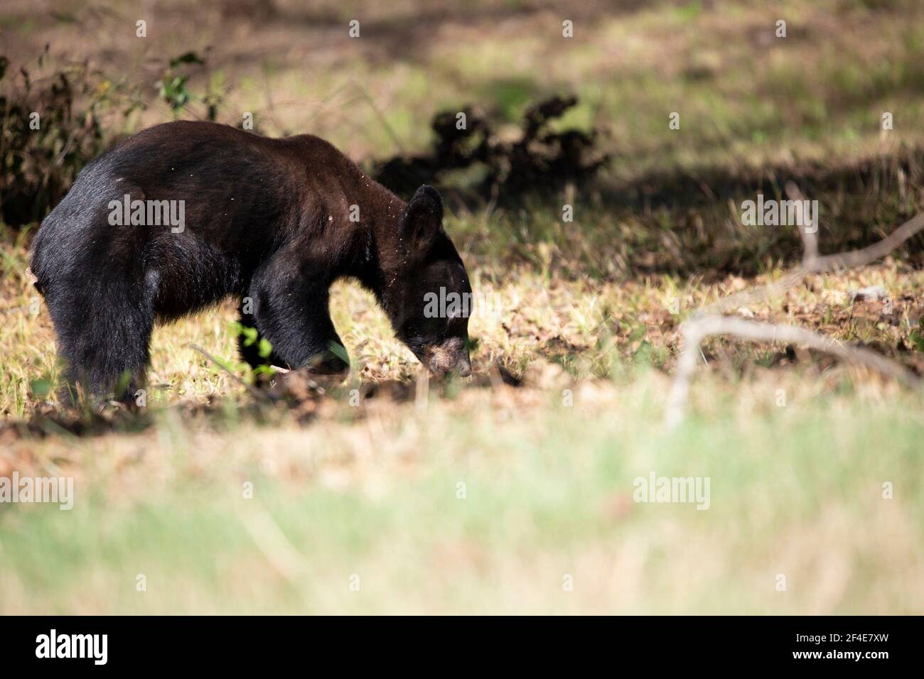 Young black bear (Ursus americanus) yearling foraging for insects and ...