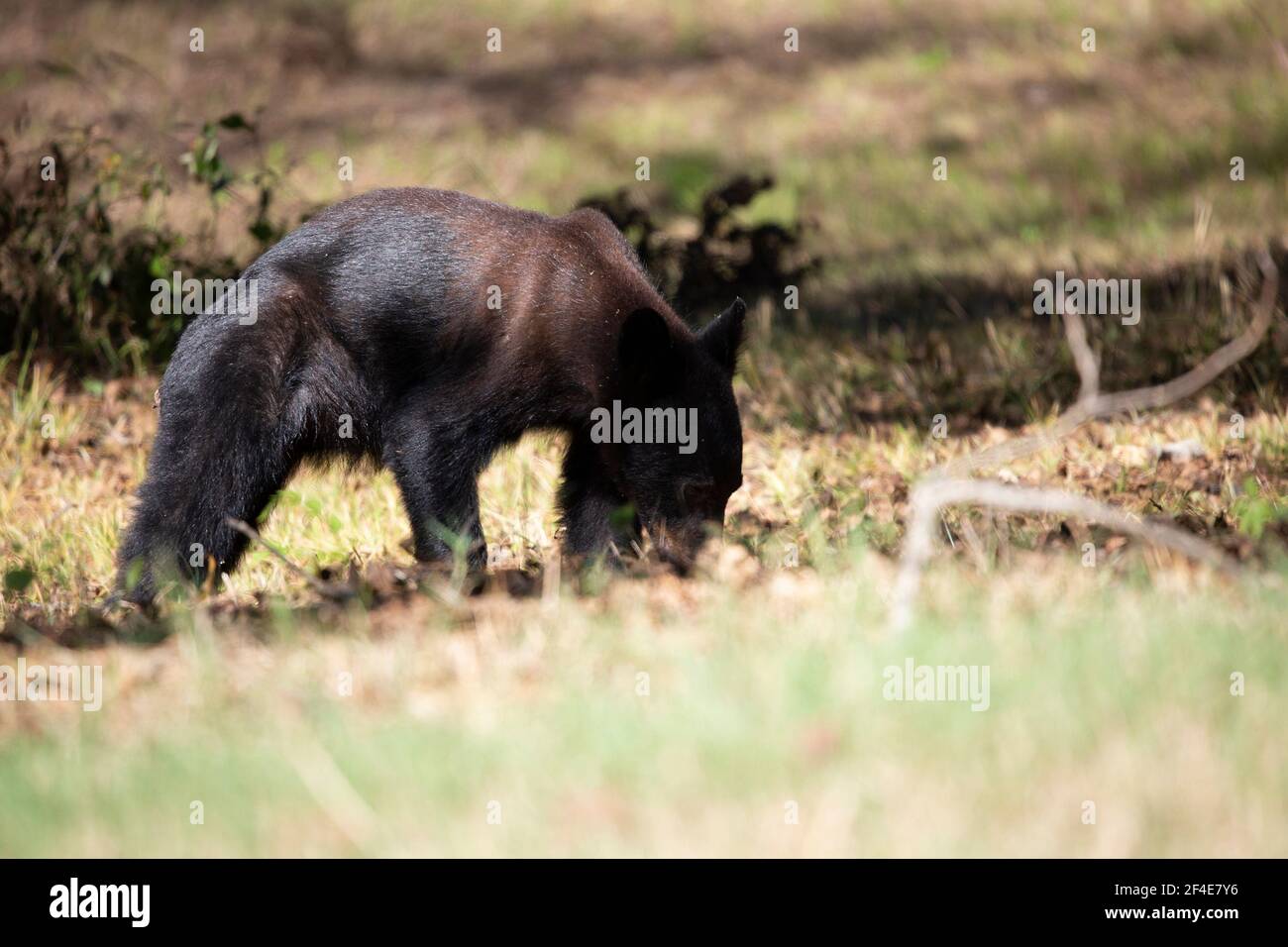 Young black bear (Ursus americanus) yearling foraging for insects and ...