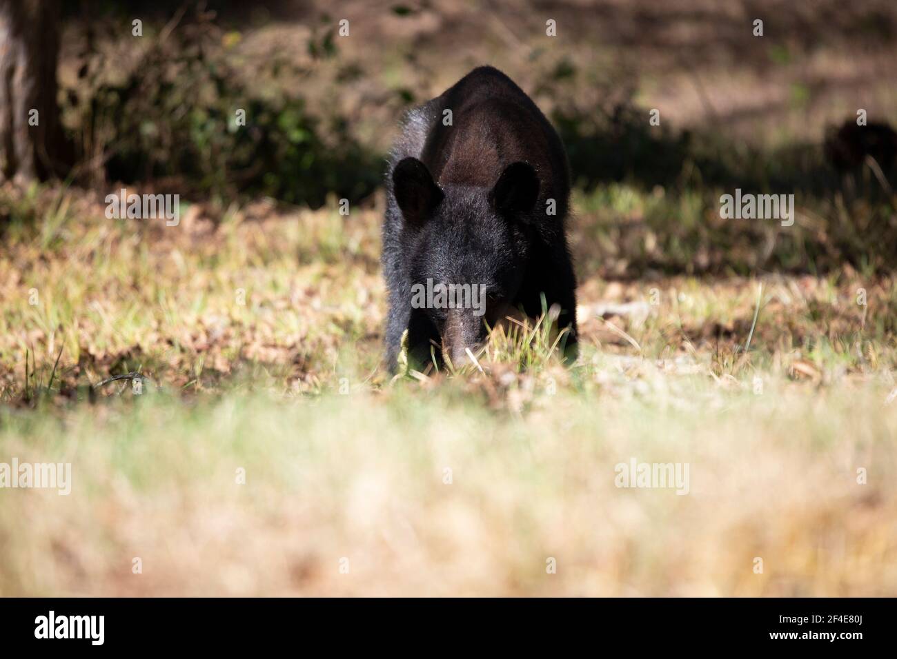Young black bear (Ursus americanus) yearling foraging for insects and ...