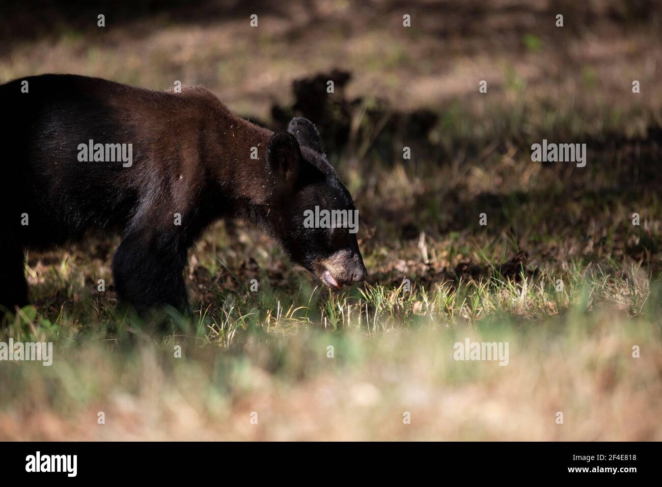 Young black bear (Ursus americanus) yearling foraging for insects and ...