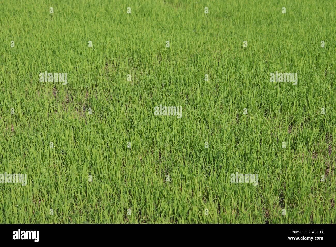 green colored paddy firm for harvest and sell Stock Photo - Alamy