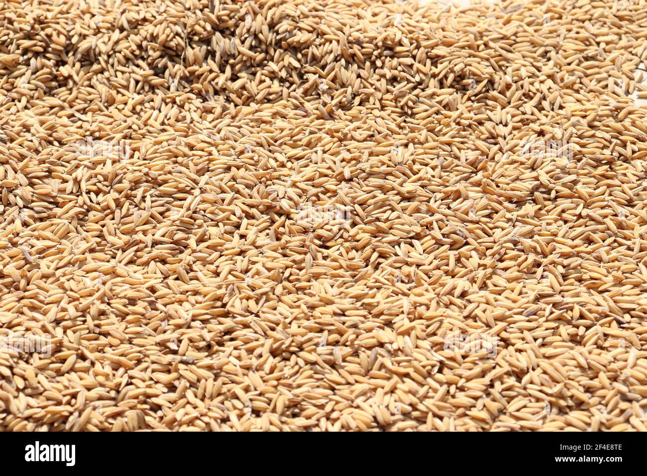 Stock paddy hi-res stock photography and images - Alamy