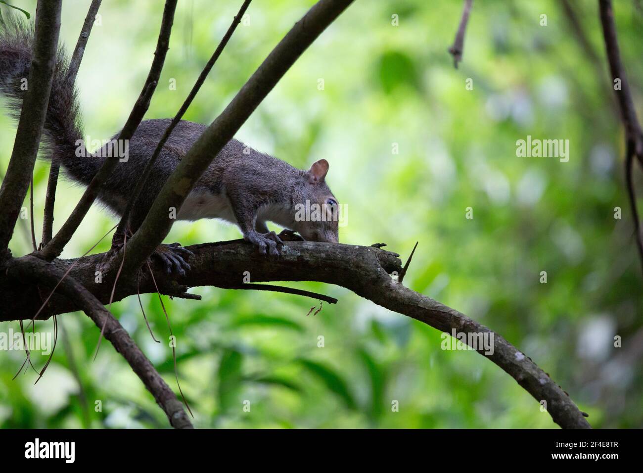 Squirrel sniffing curiously as it scurries along a limb Stock Photo - Alamy