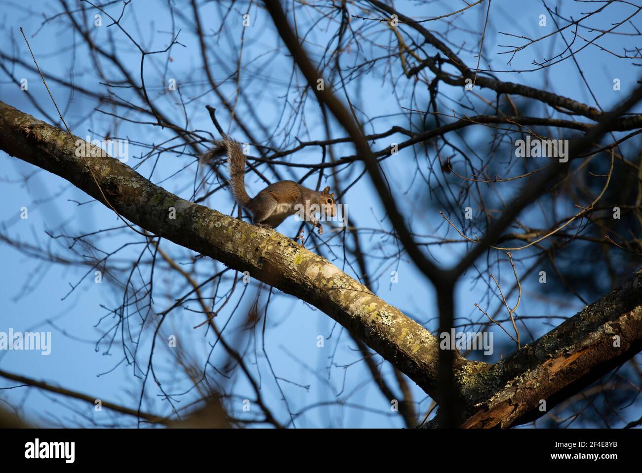 Squirrel leaping as it runs down a tree branch Stock Photo - Alamy