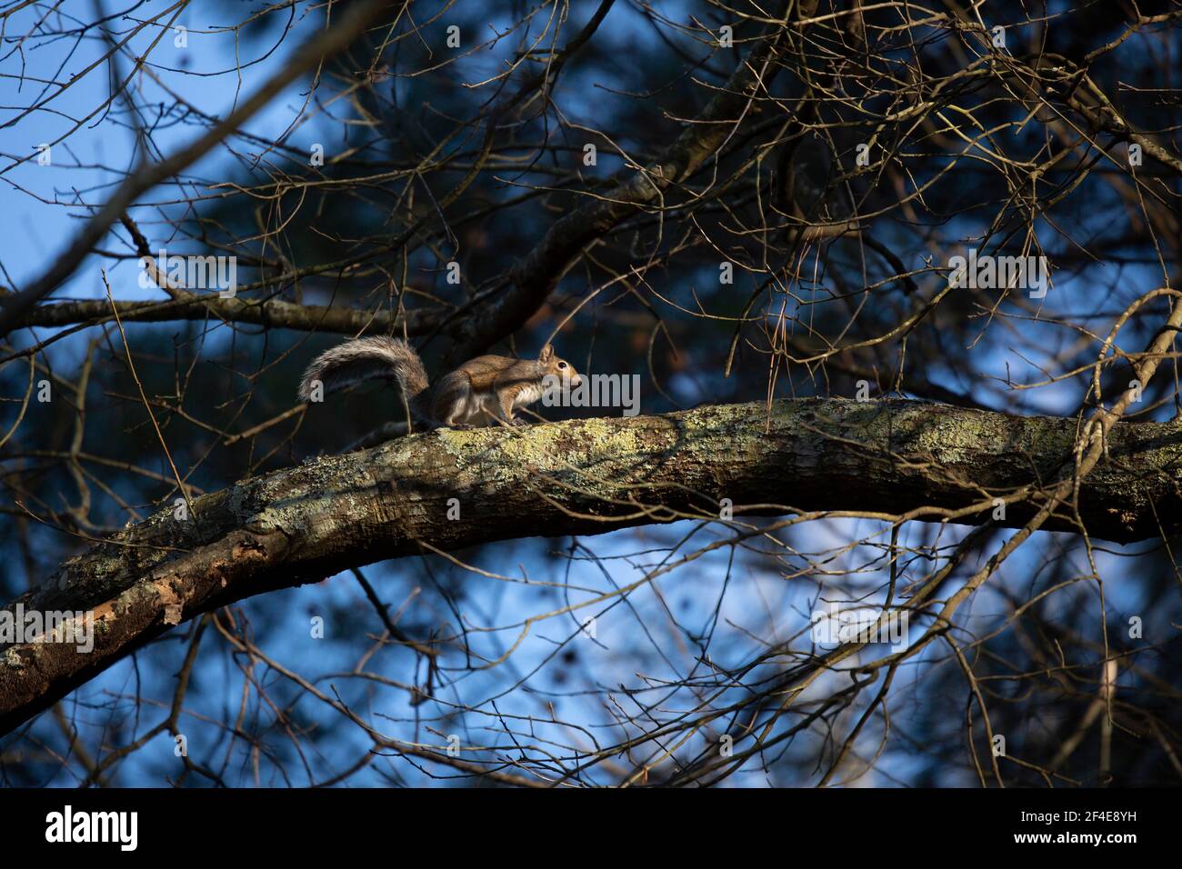 One squirrel scurrying along a large tree branch Stock Photo - Alamy