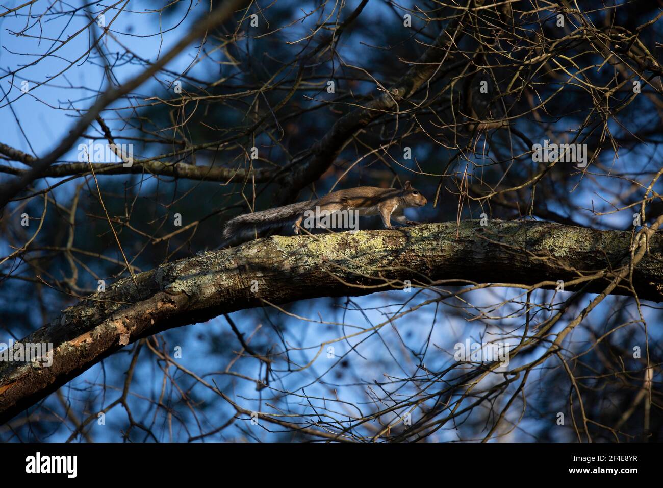 One squirrel scurrying along a large tree branch Stock Photo - Alamy