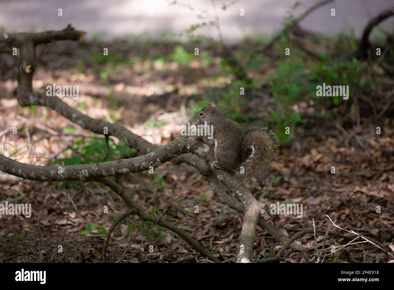 Squirrel having a snack on a fallen tree limb Stock Photo - Alamy