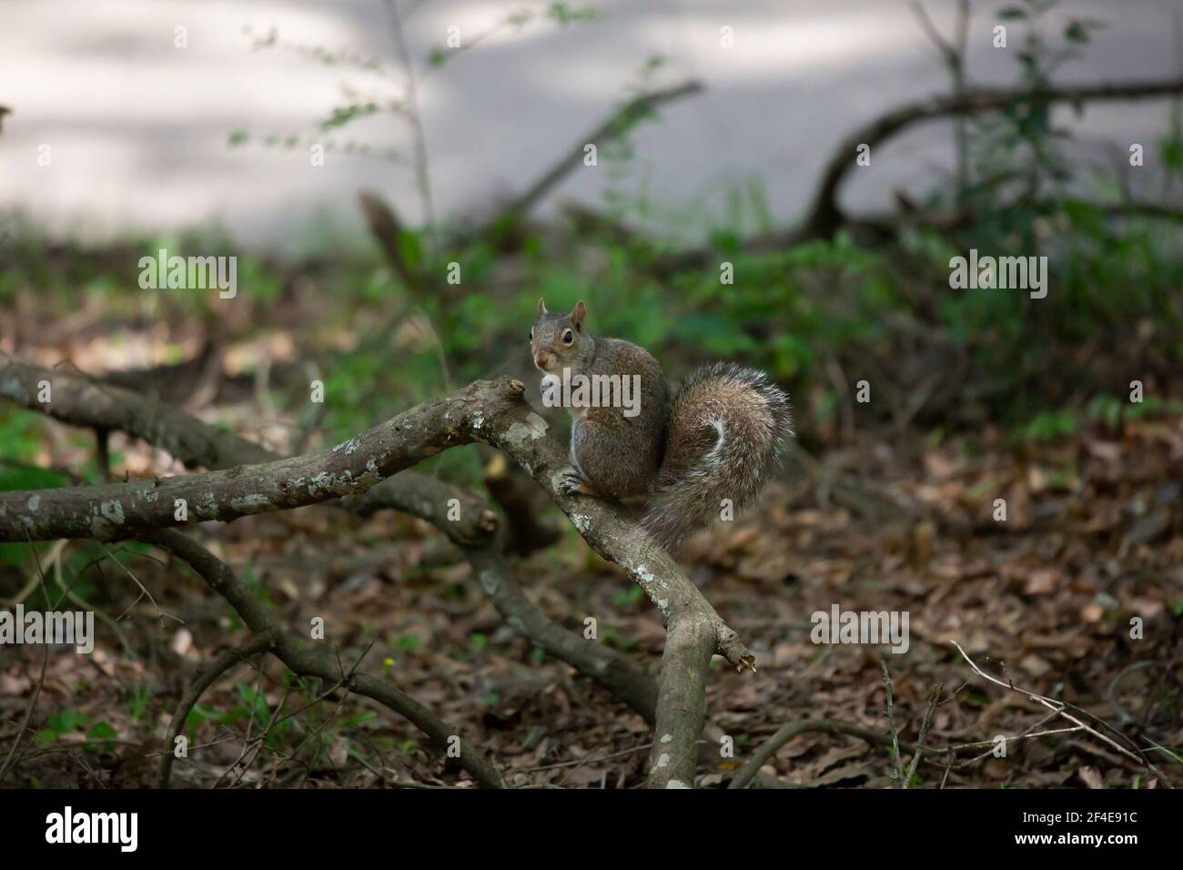 Squirrel looking around from its perch on a fallen tree limb Stock ...