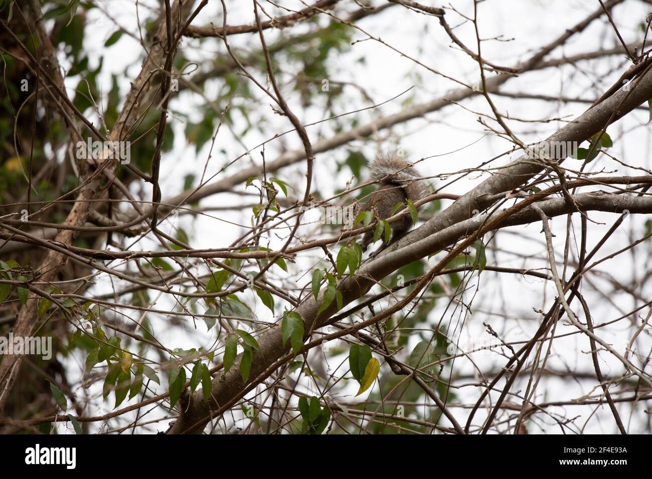 Partially hidden squirrel snacking from a perch on a tree branch Stock ...