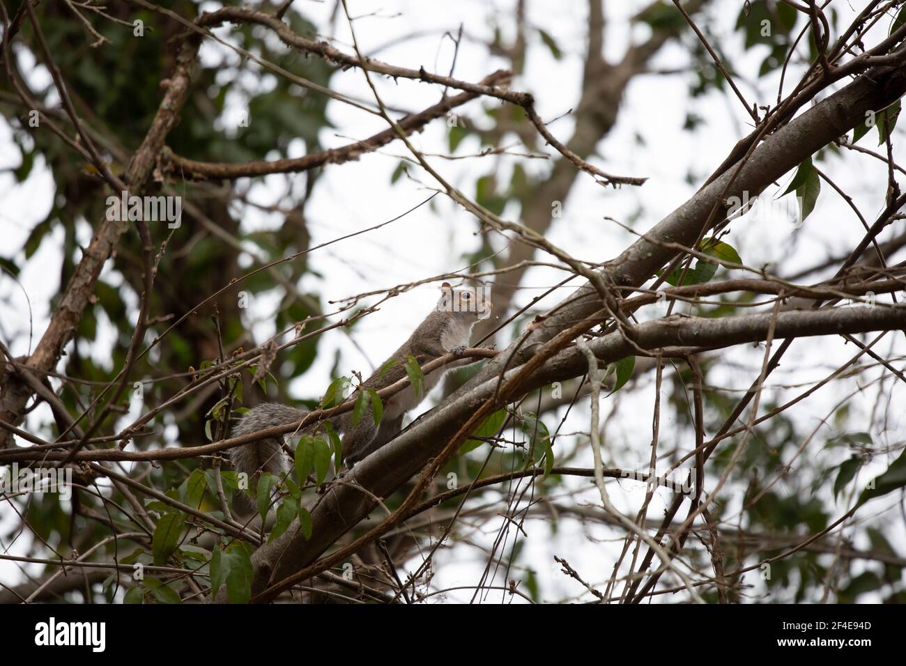 One squirrel scurrying along a large tree branch Stock Photo - Alamy