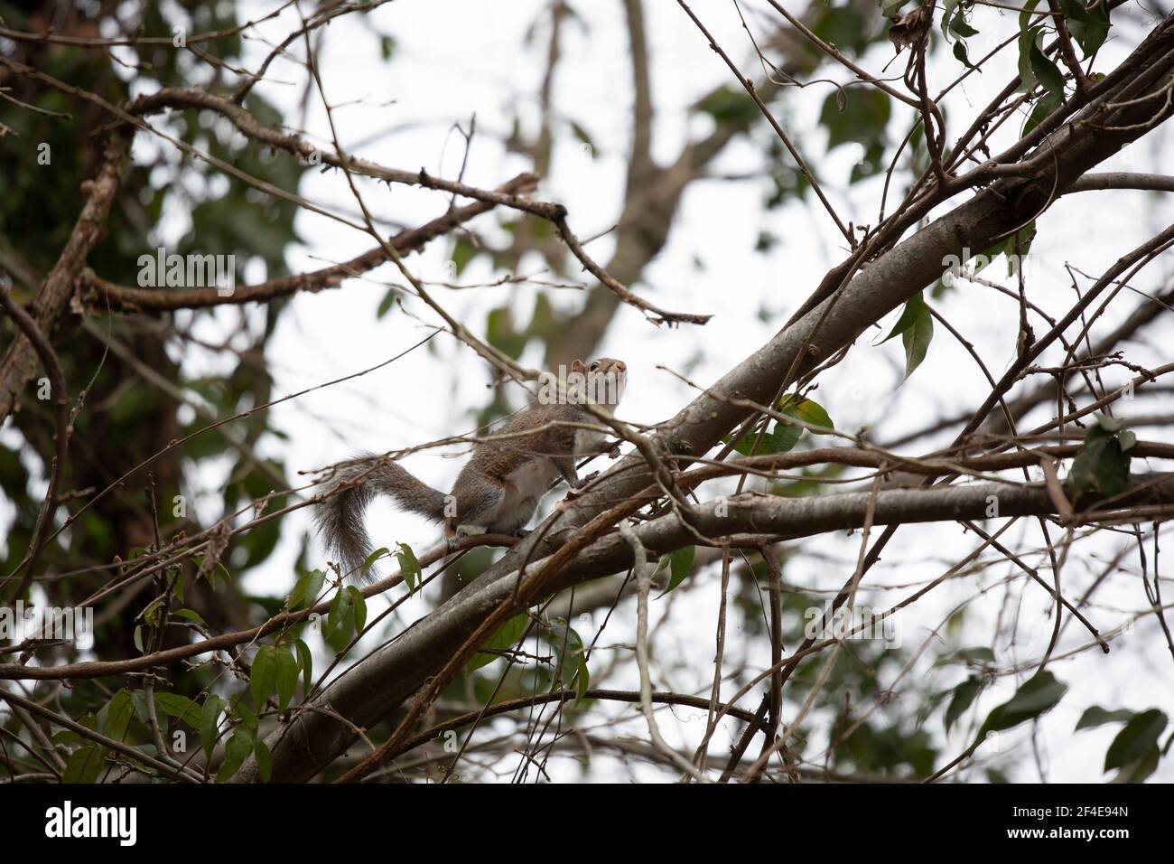 Curious squirrel looking around from its perch on a tree limb Stock ...