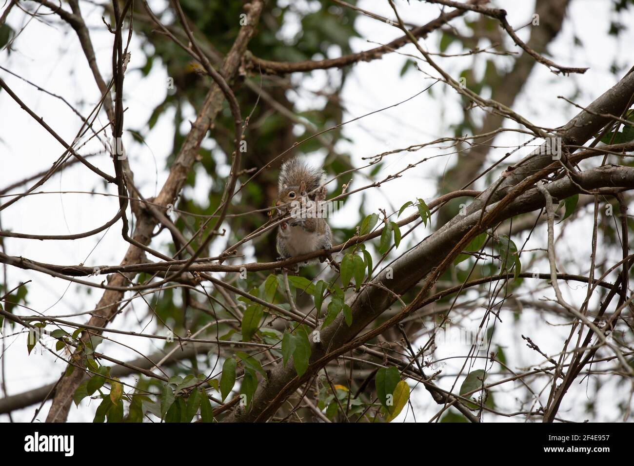 Happy squirrel holding the last of its snack Stock Photo - Alamy