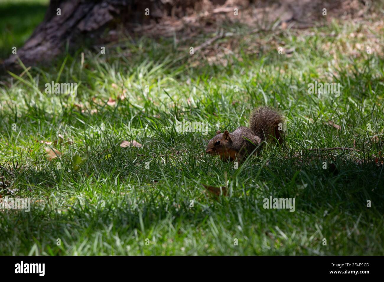 Squirrel digging for its buried treasure in a yard Stock Photo - Alamy