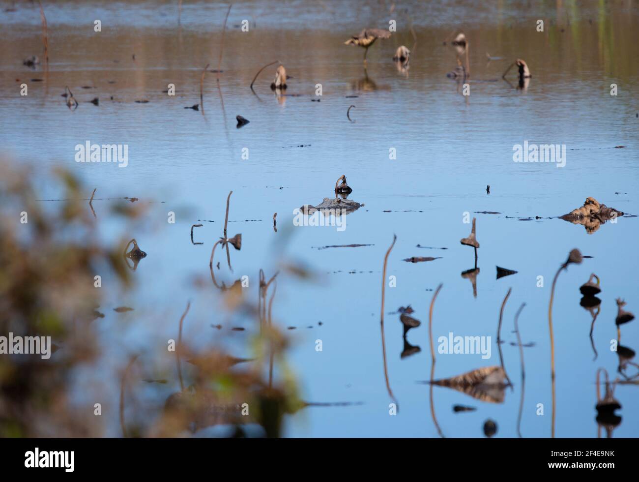 American alligator (Alligator mississippiensis) hiding among dying fall ...