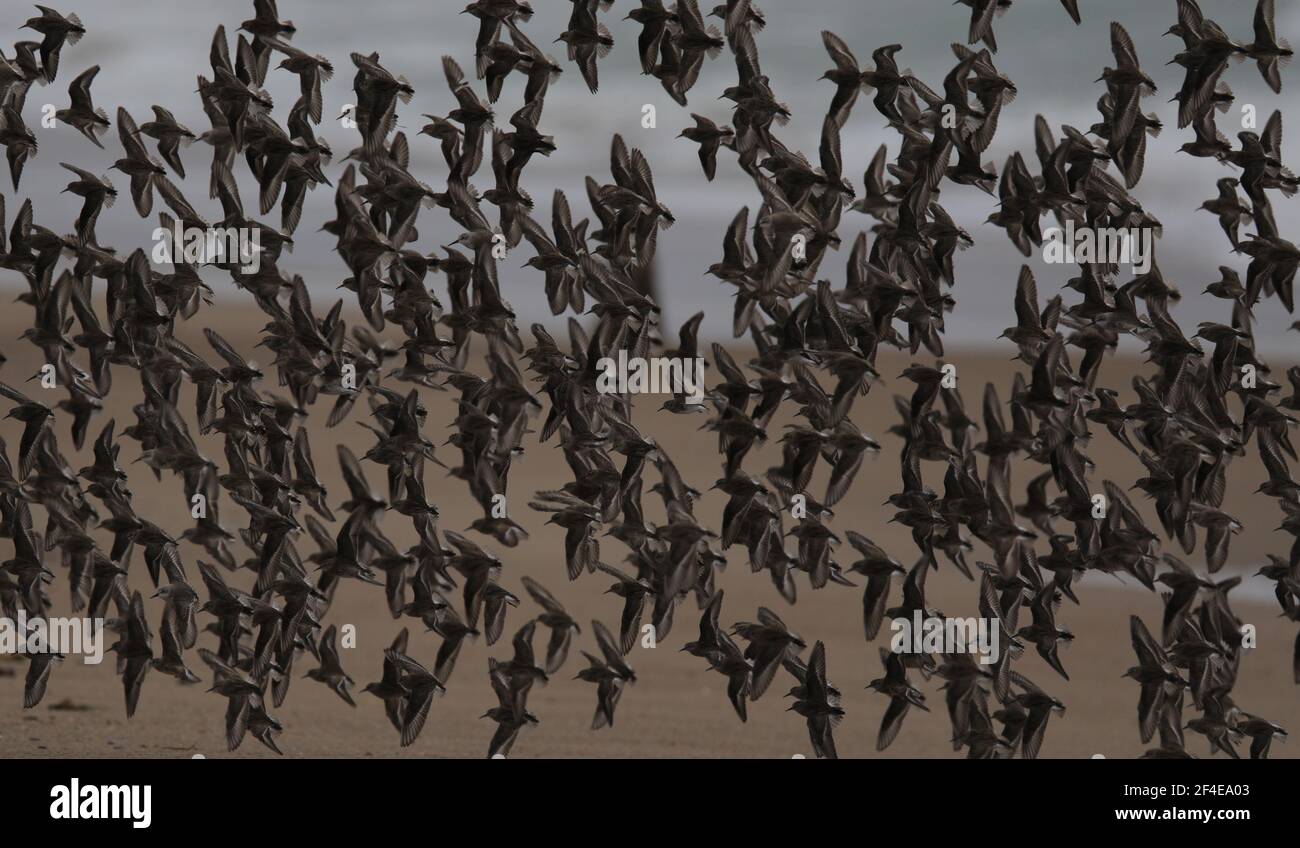 Point reyes national seashore birds hi-res stock photography and images ...