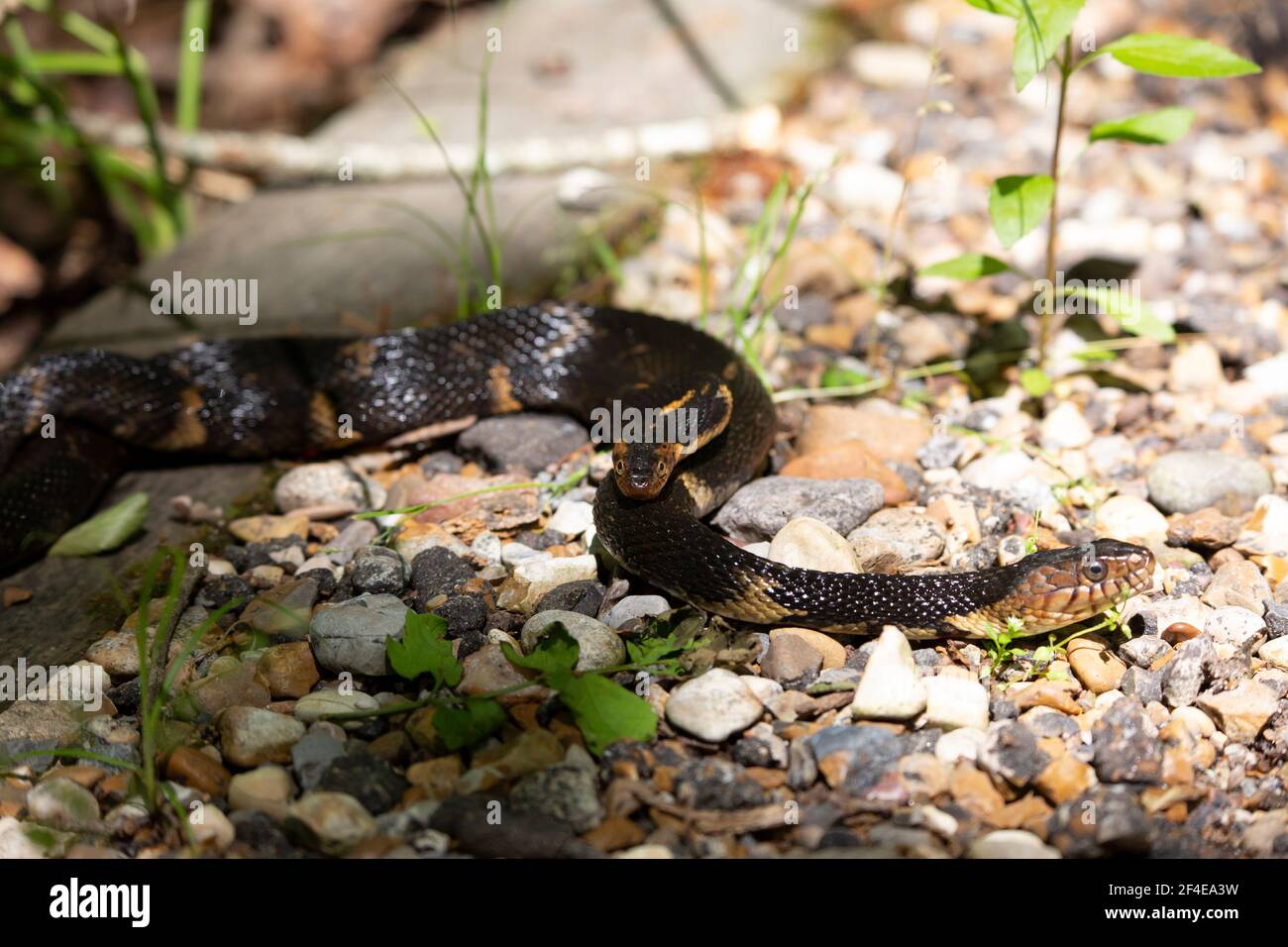 Broad-banded water snakes (Nerodia fasciata confluens) mating on a rock ...