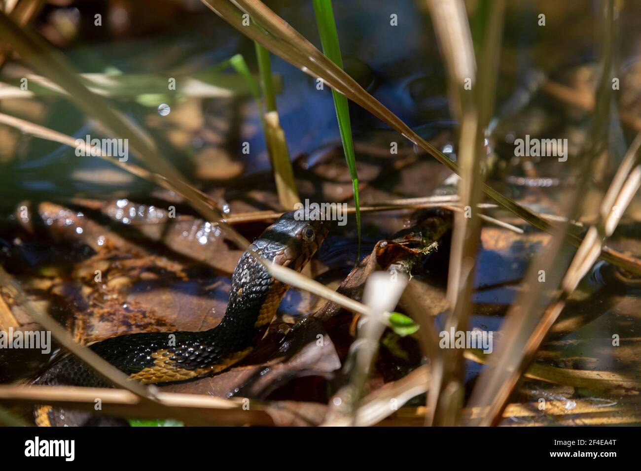 Broad-banded water snake (Nerodia fasciata confluens) swimming through ...