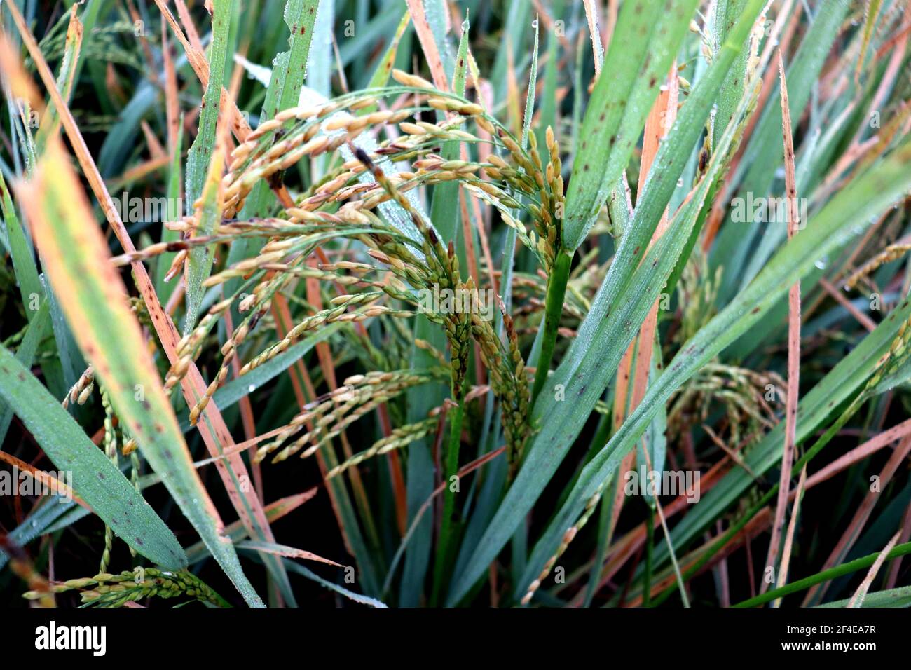 ripe paddy firm closeup for harvest on field Stock Photo - Alamy