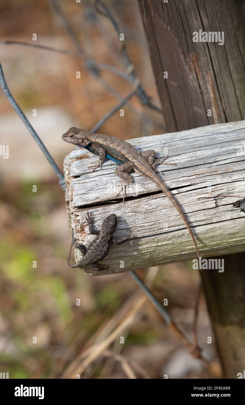 Female Eastern Fence Lizard