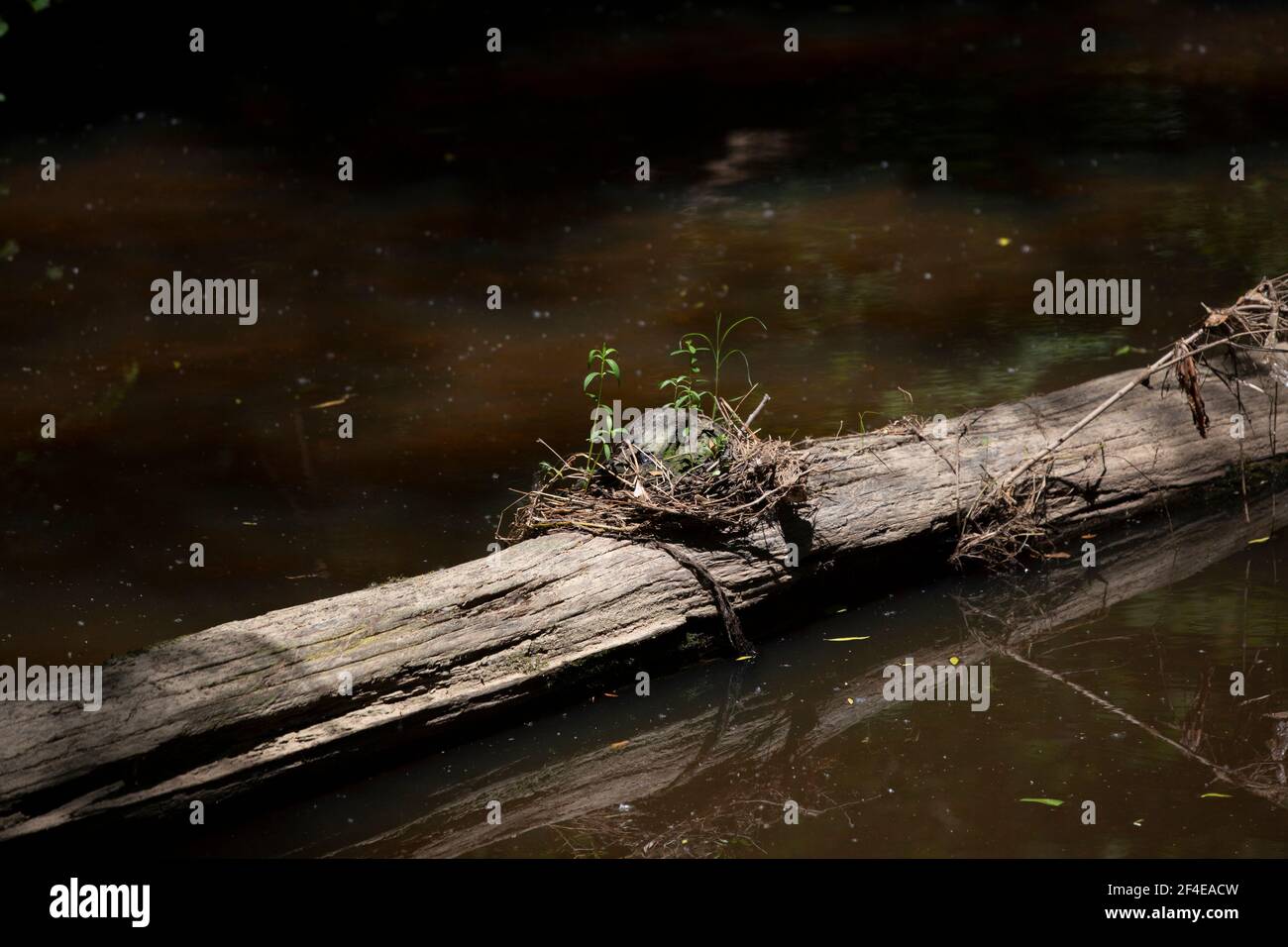 Tree log fallen in a shallow swamp area Stock Photo - Alamy