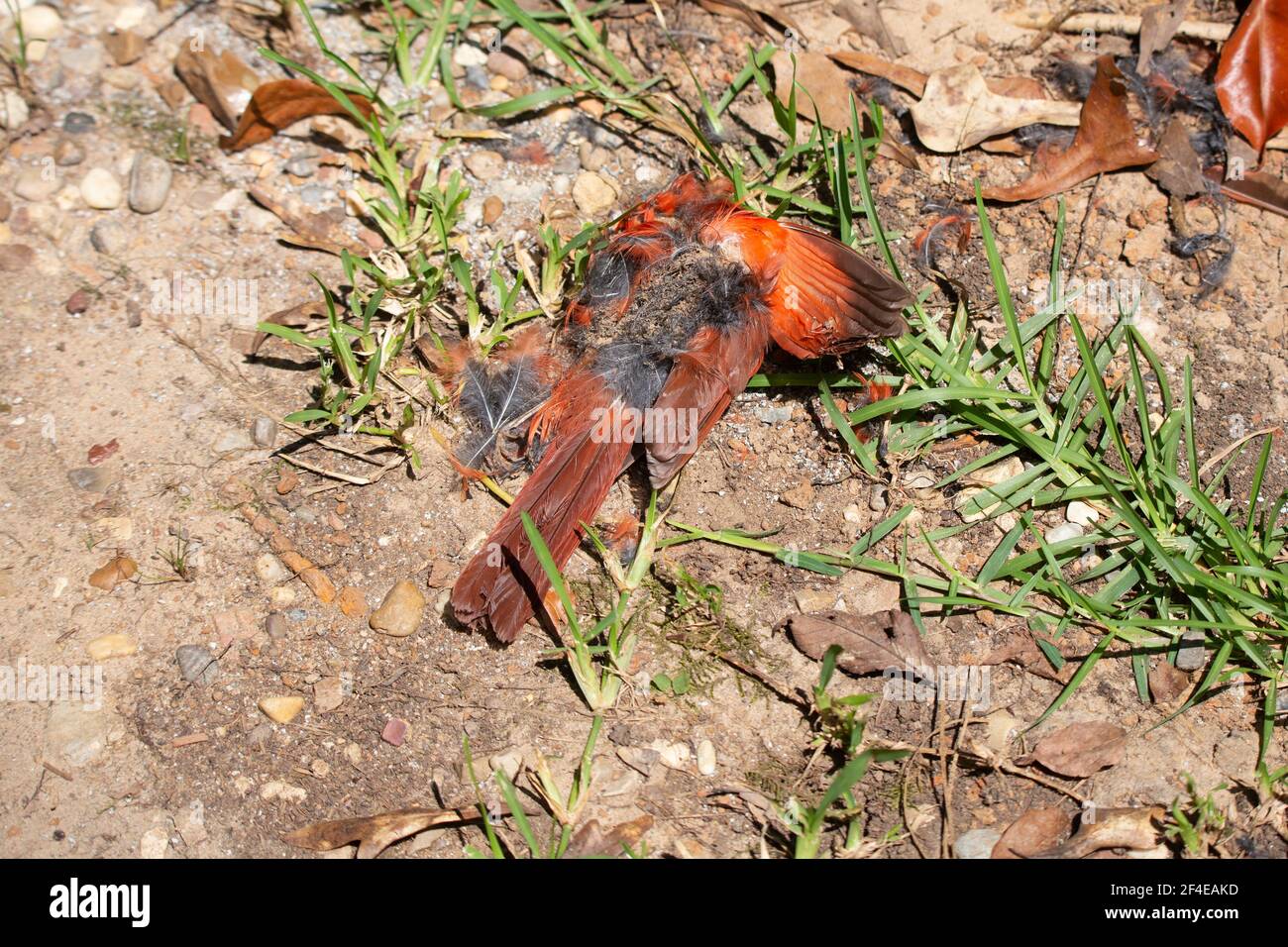Decaying body of a dead male cardinal (Cardinalis cardinalis) in dried ...