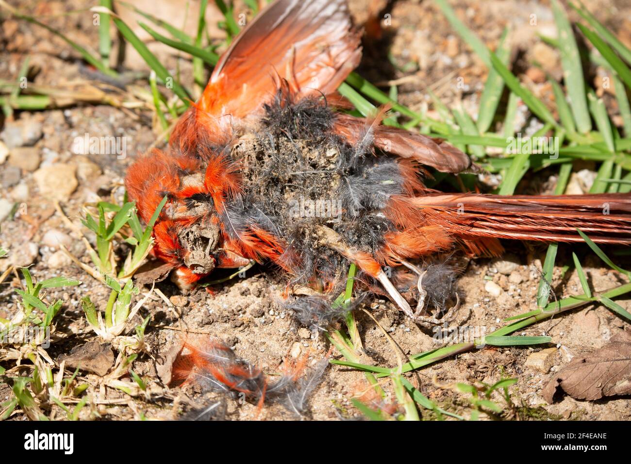 Decaying body of a dead male cardinal (Cardinalis cardinalis) in dried ...